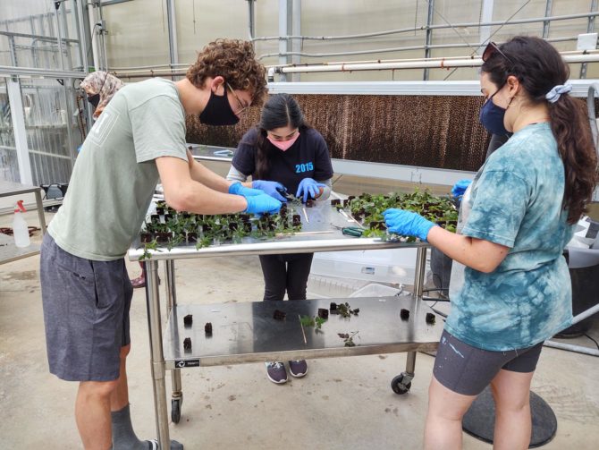 Greenhouse and Gardens Academic Internship Program – University ...